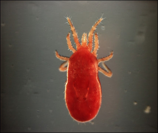 Comment repérer les poux rouges dans son poulailler : guide pour une d ...