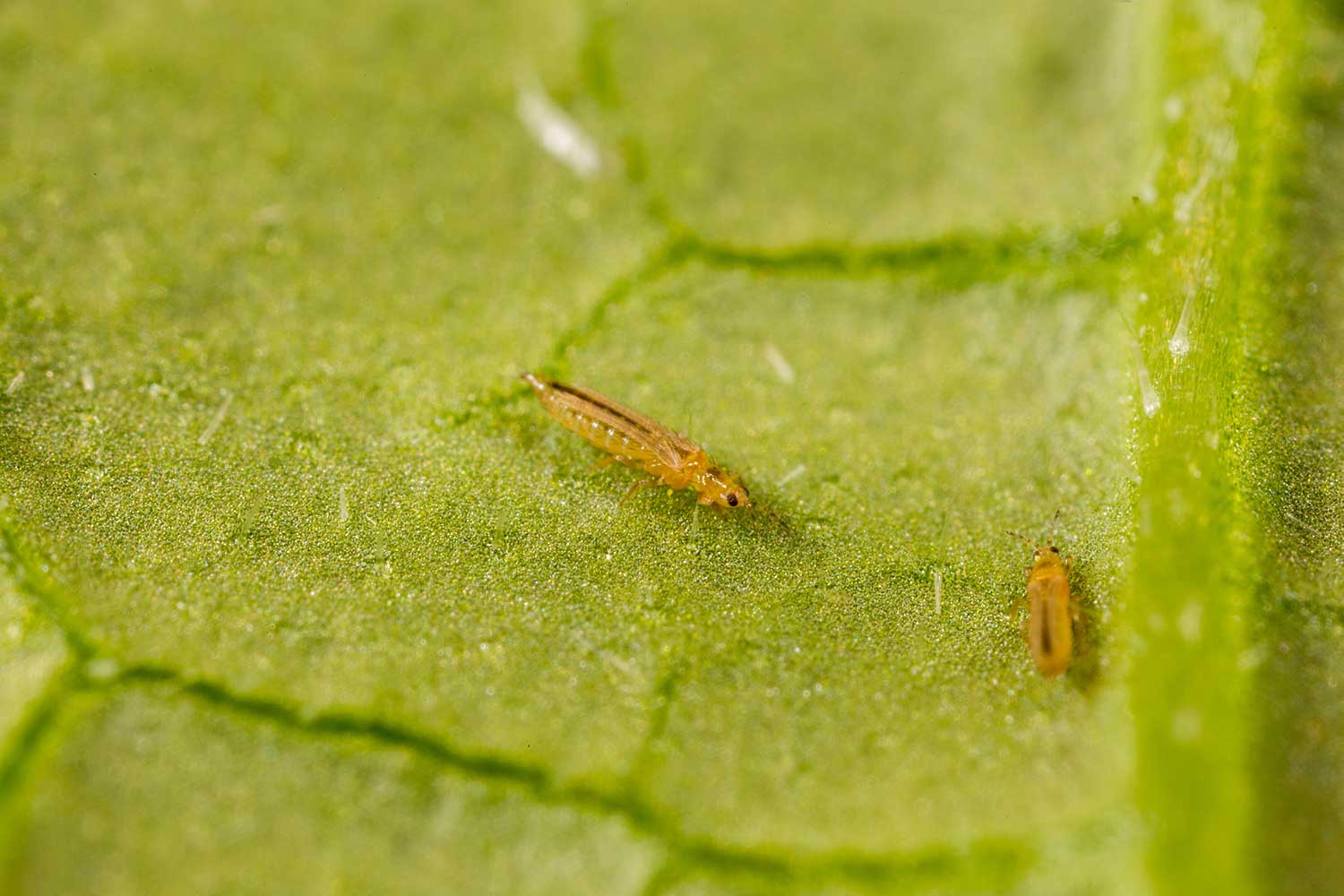 La famille des thrips : différentes espèces | Insect Heroes France