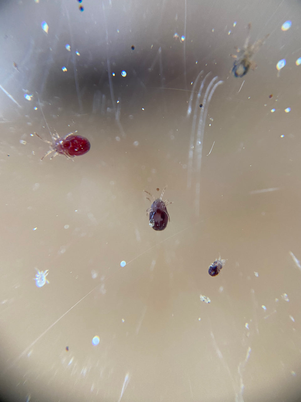 Pourquoi les poux rouges s'installent-ils dans nos poulaillers ...