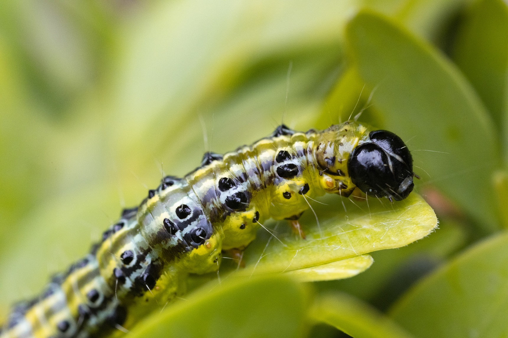 Solution de lutte biologique contre la pyralle du buis | Insect Heroes ...