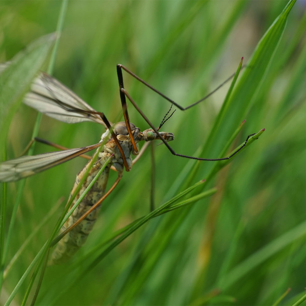Solution de lutte biologique contre les vers gris | Insect Heroes France