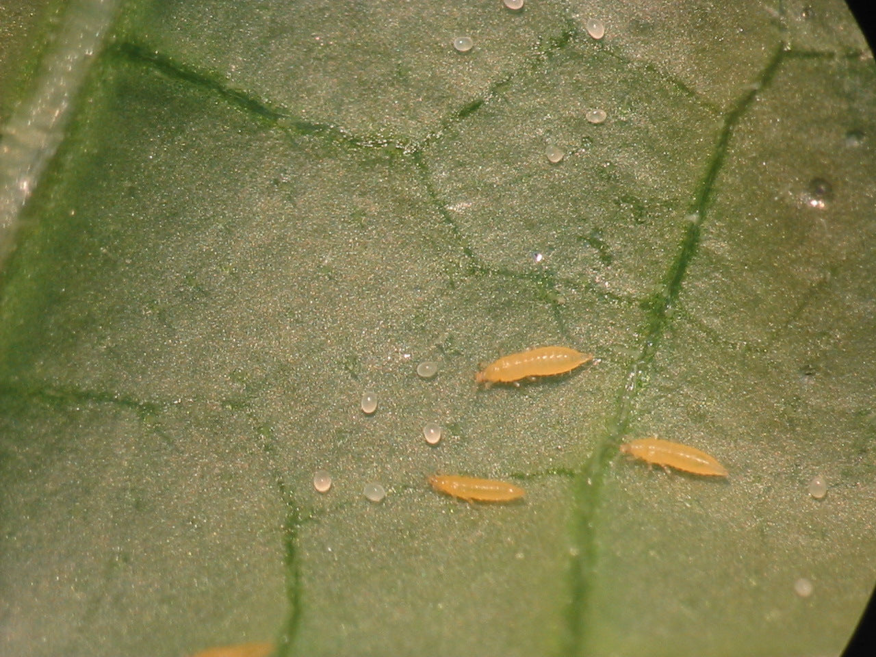 Solution de lutte biologique contre les thrips | Insect Heroes France