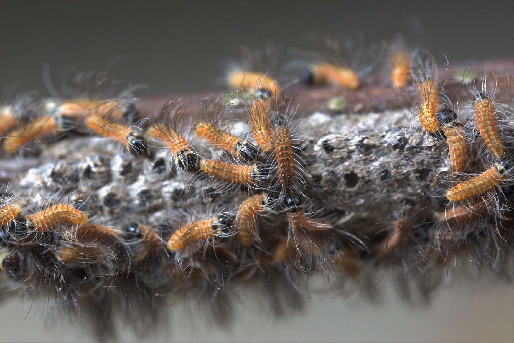 Solution de lutte biologique contre la chenille processionnaire ...
