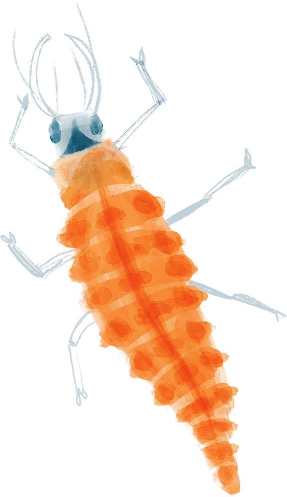 Chrysopes | Insect Heroes France