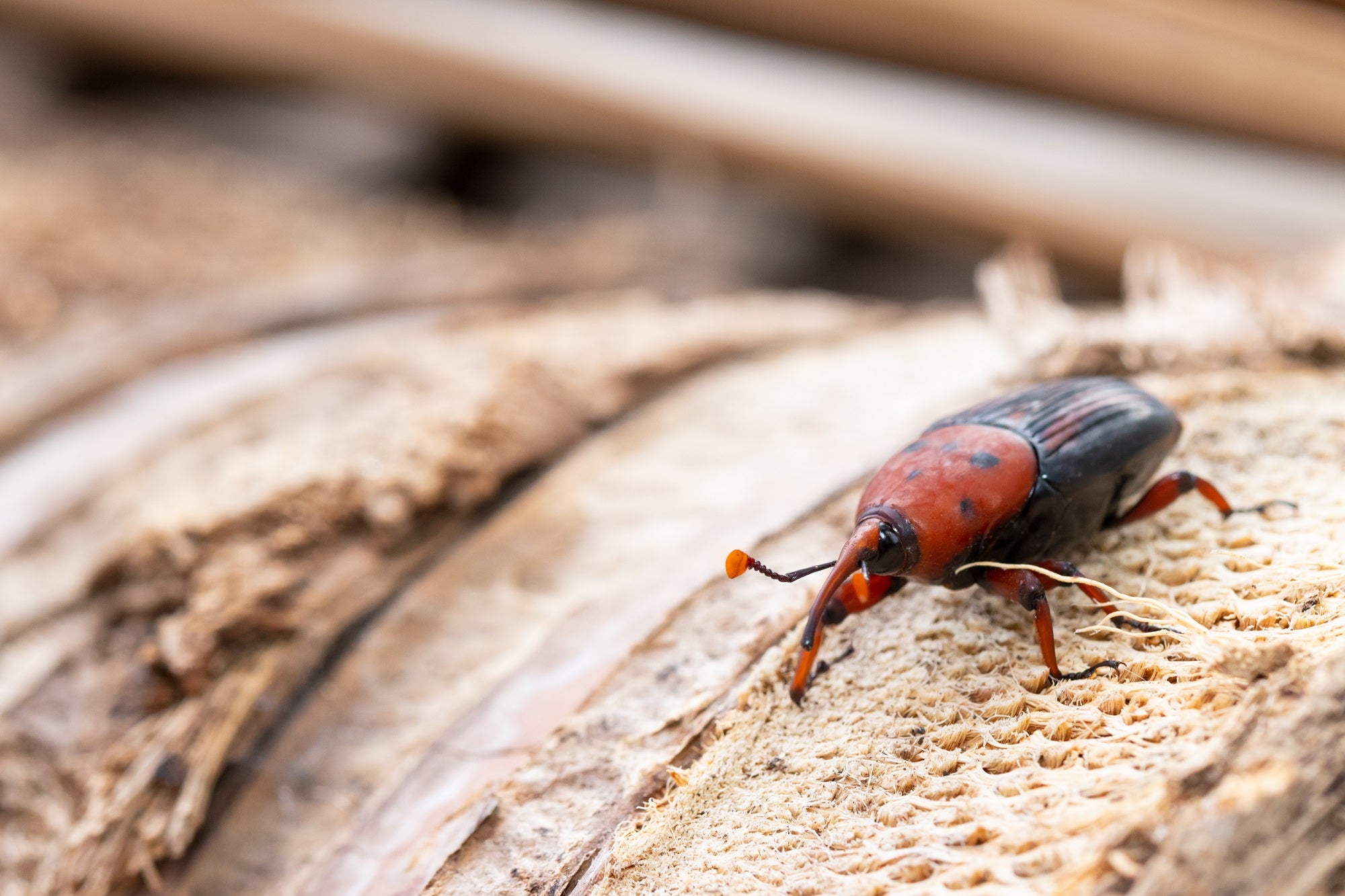 Solution de lutte biologique contre les charançons rouges du palmier ...