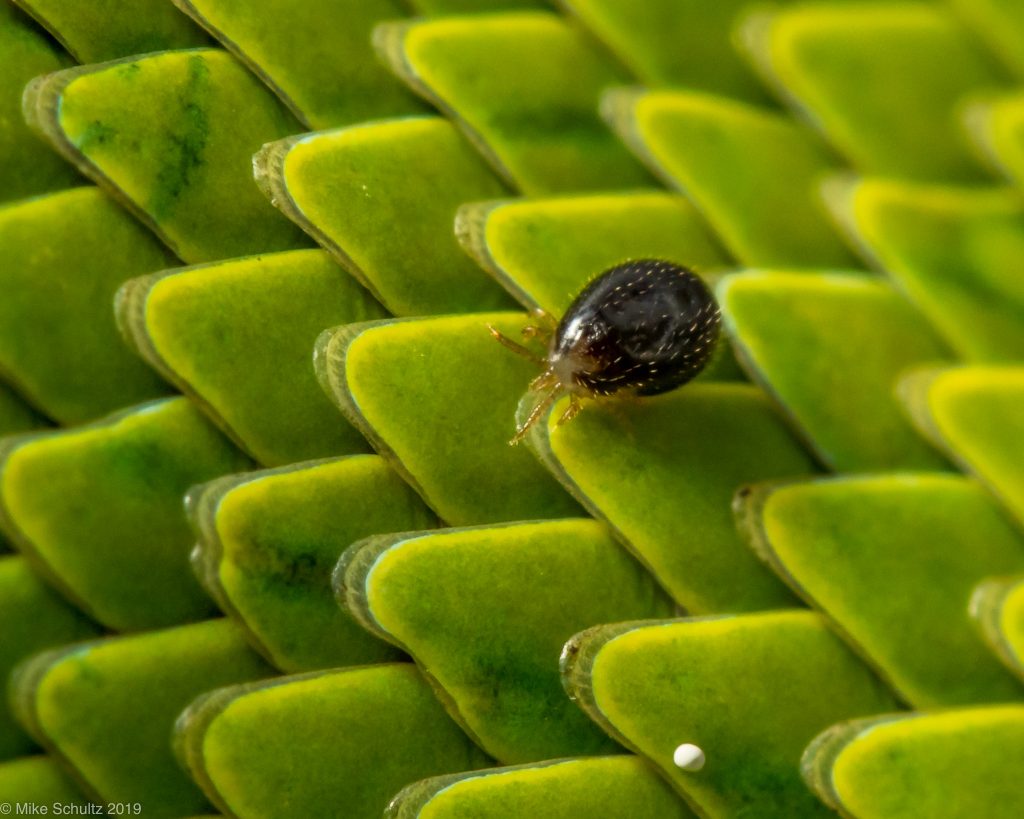 Solutions de lutte biologique contre les acariens de terrarium | Insect ...