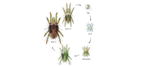 Araignée Rouge - Symptômes & Lutte biologique | Insect Heroes France