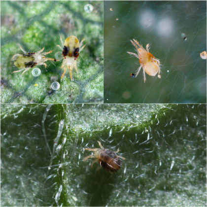 Araignée Rouge - Symptômes & Lutte biologique | Insect Heroes France