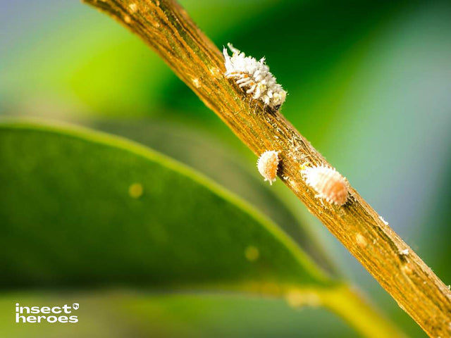 Cochenille Farineuse - Essayez notre Lutte biologique | Insect Heroes ...