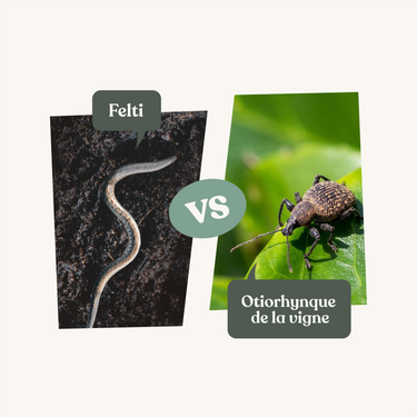 Otiorhynque : Identification, dégâts et solutions | Insect Heroes France