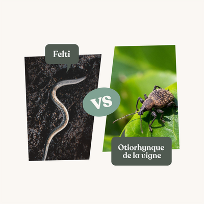 Otiorhynque : Identification, dégâts et solutions | Insect Heroes France