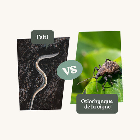 Otiorhynque : Identification, dégâts et solutions | Insect Heroes France