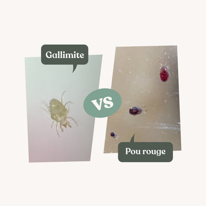Poux rouges : Identifier, contrôler et prévenir | Insect Heroes France