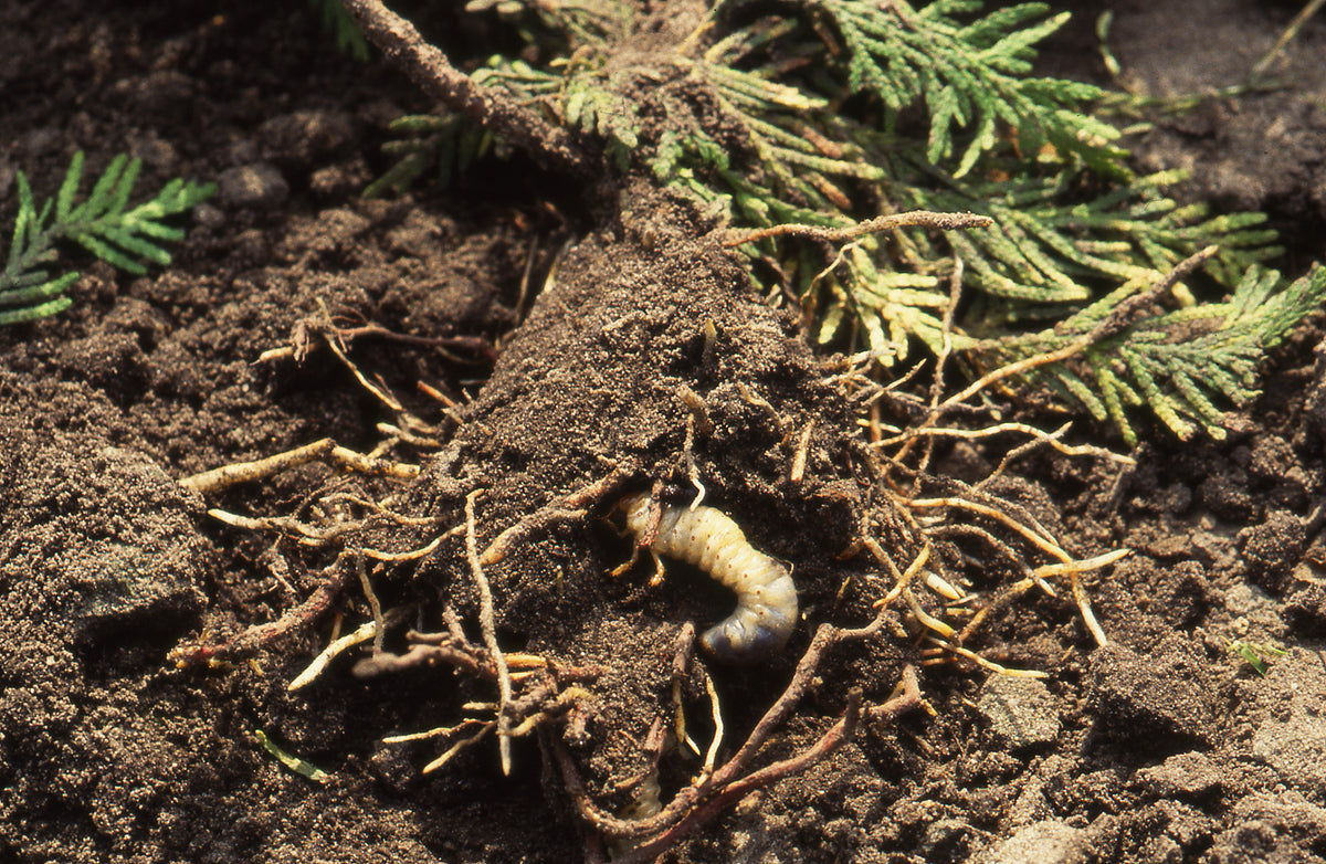 Vers blancs - larves de hannetons : lutter naturellement | Insect ...