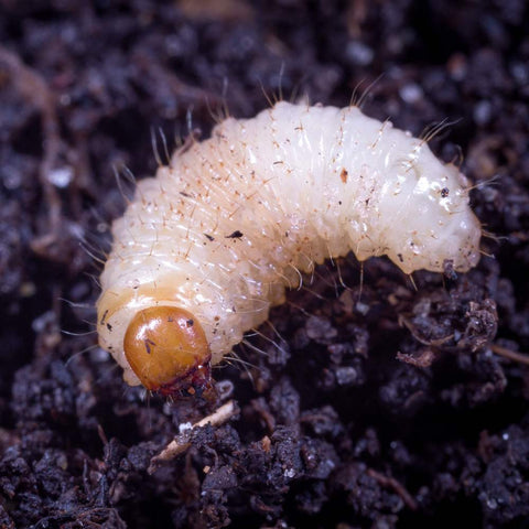 Otiorhynque : Identification, dégâts et solutions | Insect Heroes France