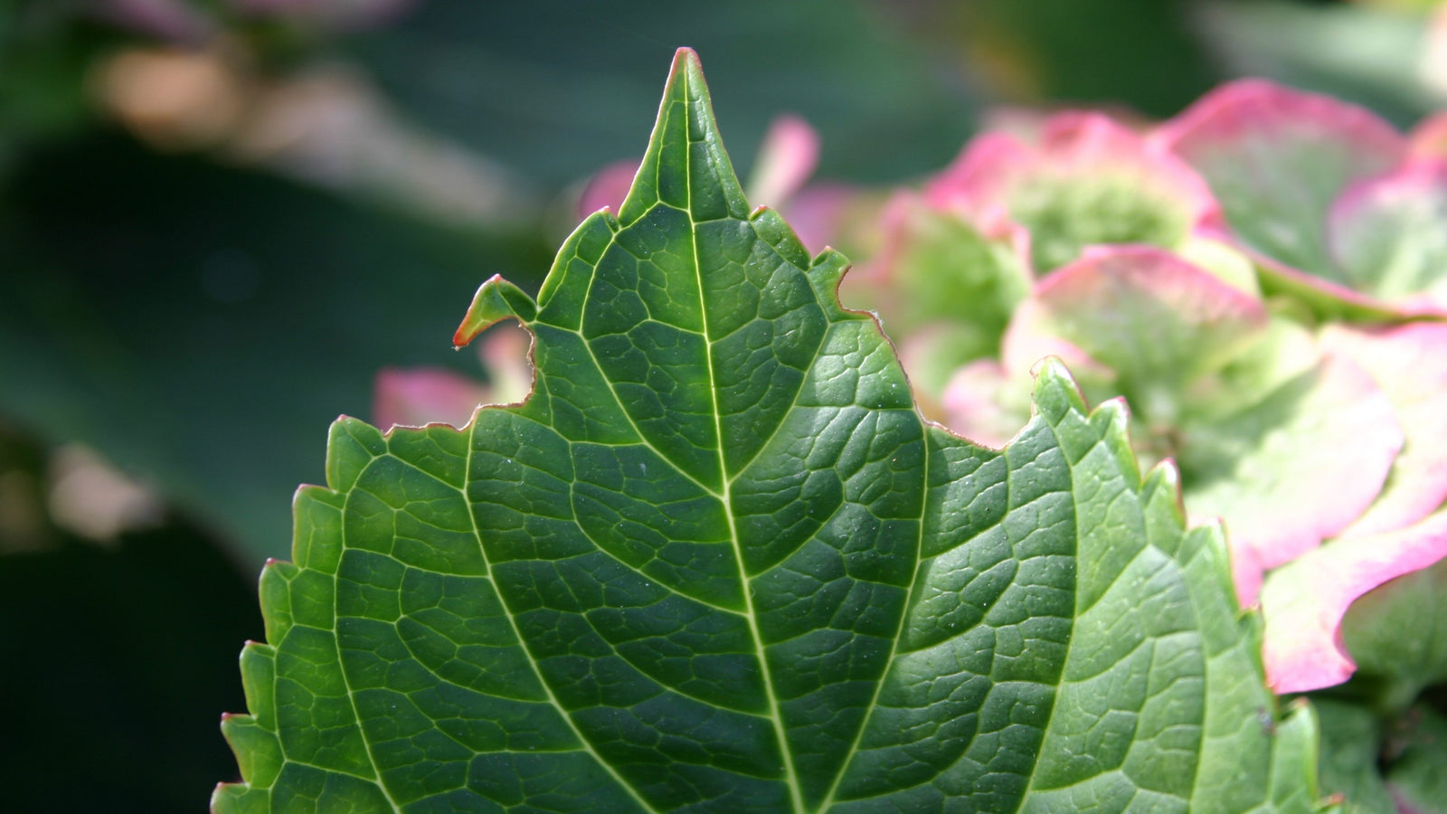 Otiorhynque : Identification, dégâts et solutions | Insect Heroes France