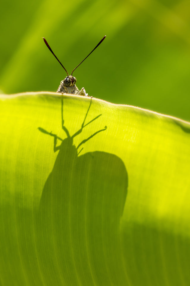 Papillon Palmier - Découvrez notre Lutte Biologique | Insect Heroes France