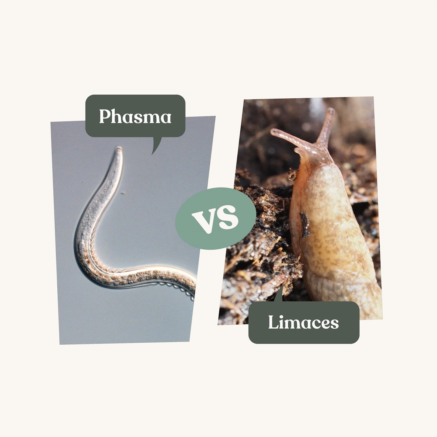 Anti Limace - Lutter contre les limaces rapidement | Insect Heroes France