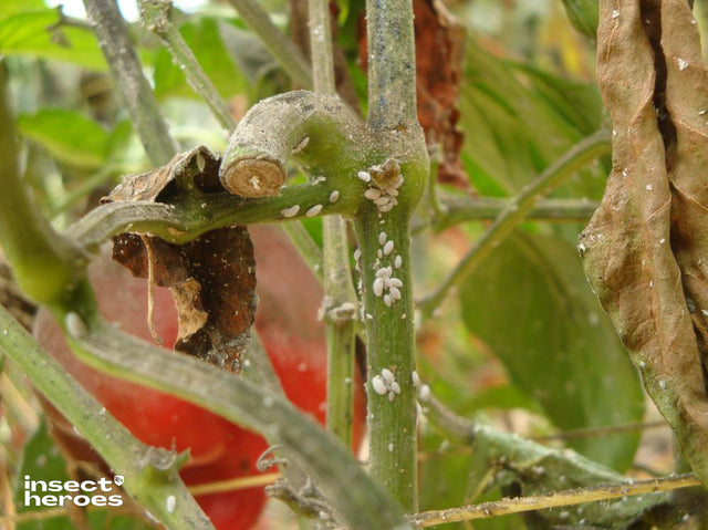 Cochenille Farineuse - Essayez notre Lutte biologique | Insect Heroes ...