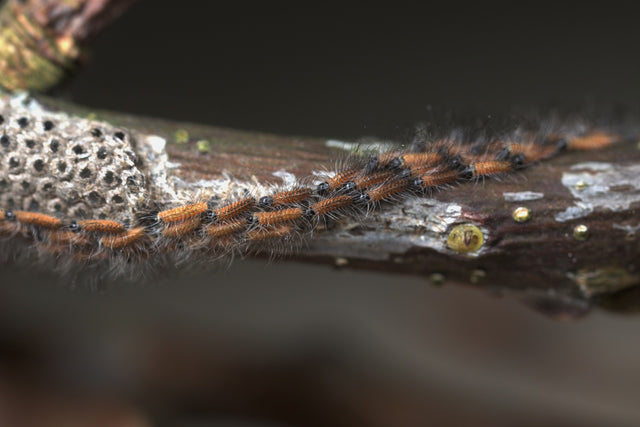 Chenille processionnaire du chêne - Lutte biologique | Insect Heroes France